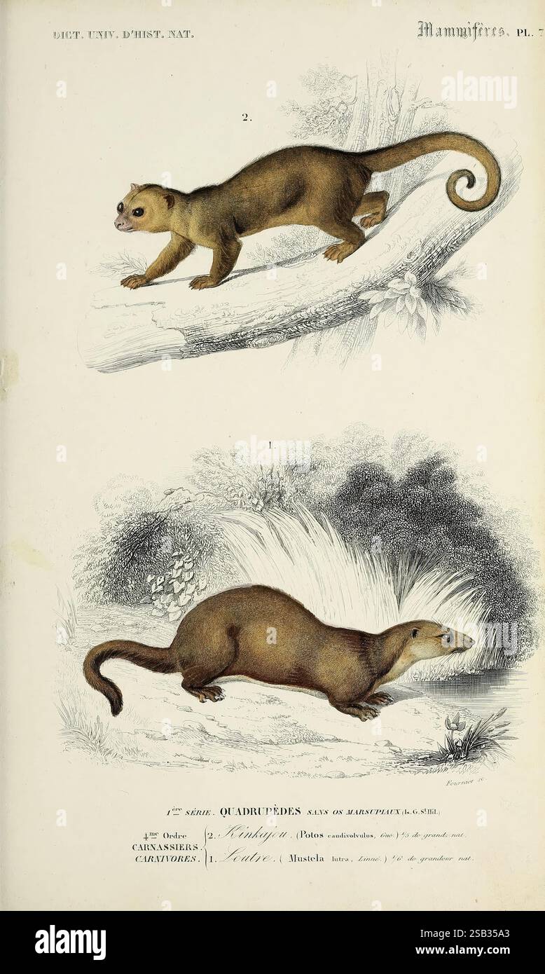 Illustration features two mammals hi-res stock photography and images ...