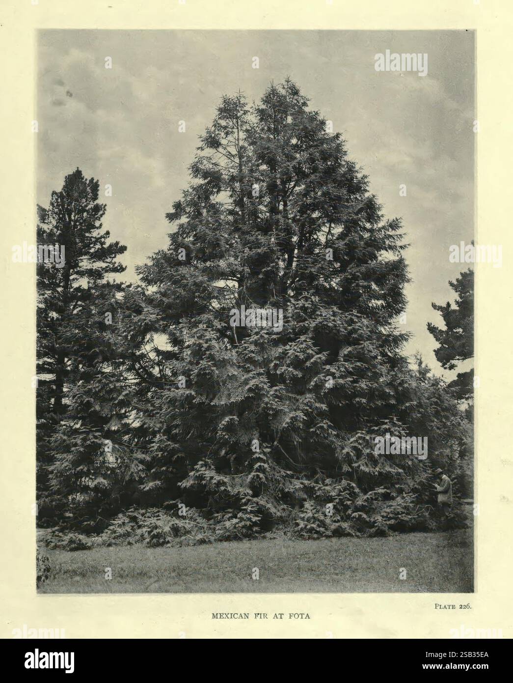 Majestic mexican fir tree hi-res stock photography and images - Alamy