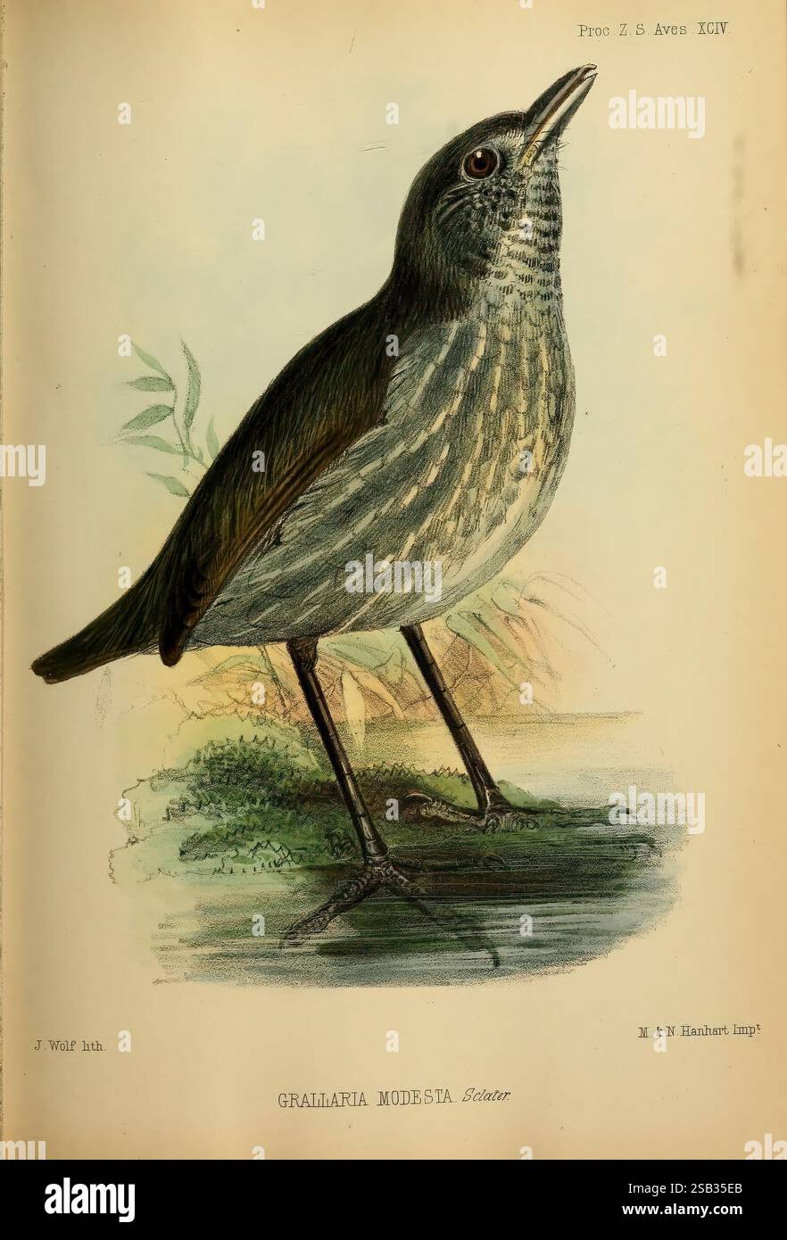 Modest plumage hi-res stock photography and images - Alamy