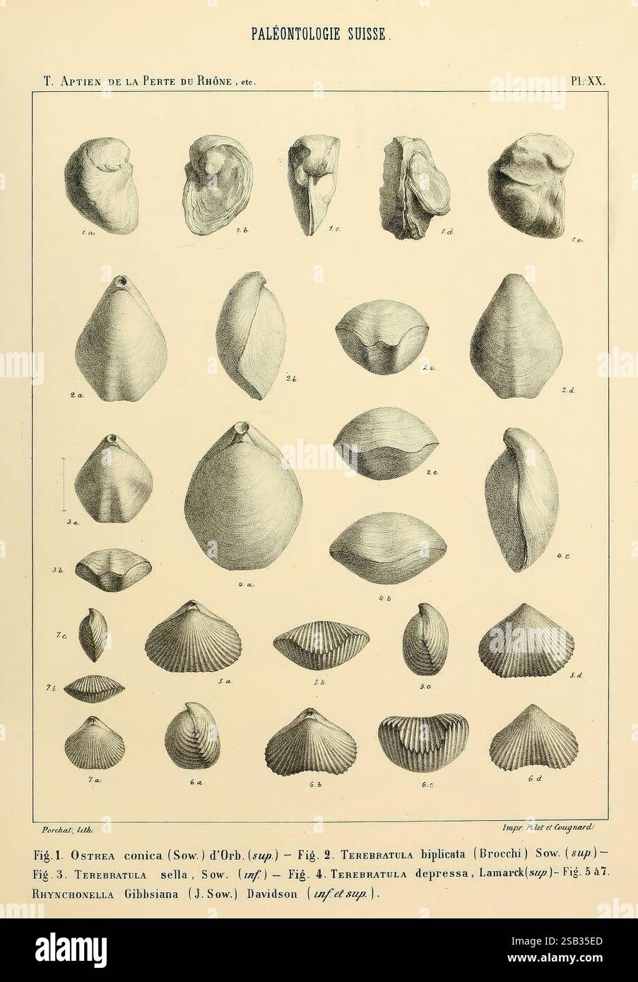 Matériaux pour la paléontologie suisse, ou, Recueil de monographies sur ...