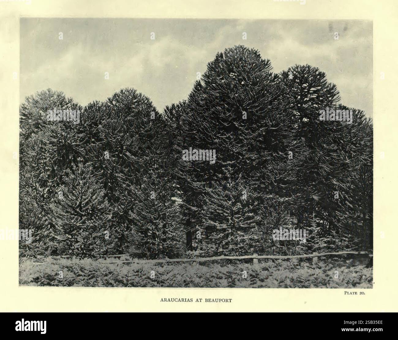 Dense cluster of trees stands hi-res stock photography and images - Alamy