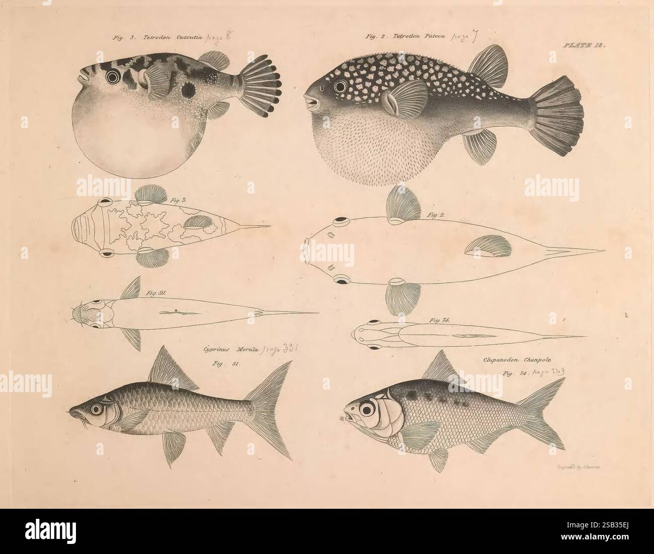 Illustrating different swimming postures hi-res stock photography and ...