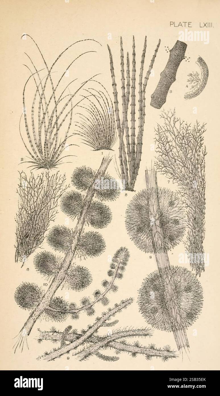 Representing various moss hi-res stock photography and images - Alamy