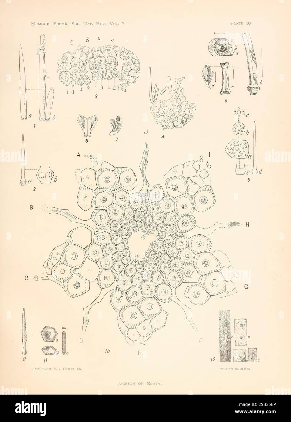 Phylogeny of the Echini Boston The Society 1912 paleontology Paleozoic ...