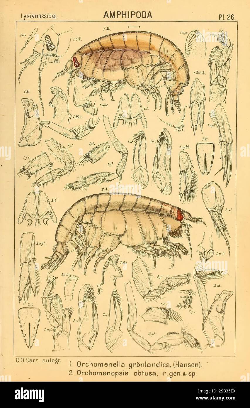 An account of the Crustacea of Norway Christiania A. Cammermeyer 1895 ...