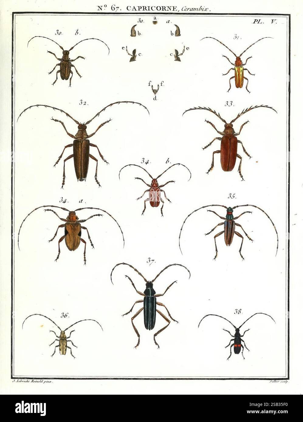 Multiple beetles divided hi-res stock photography and images - Alamy