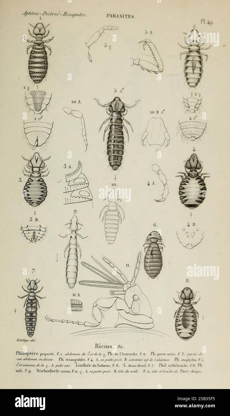 Histoire naturelle des insectes, Aptères, Paris, Librairie ...