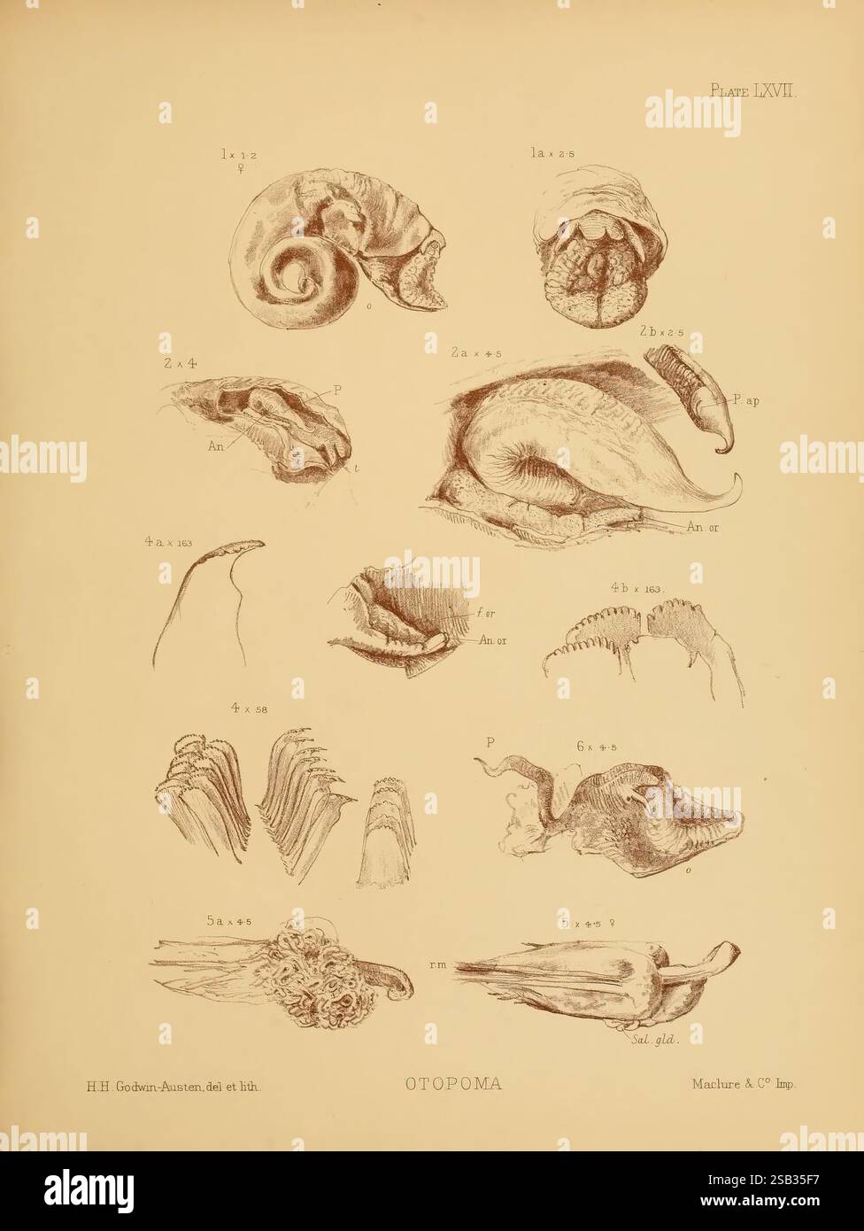 Land and freshwater Mollusca of India, London, Taylor and Francis, 1882 ...