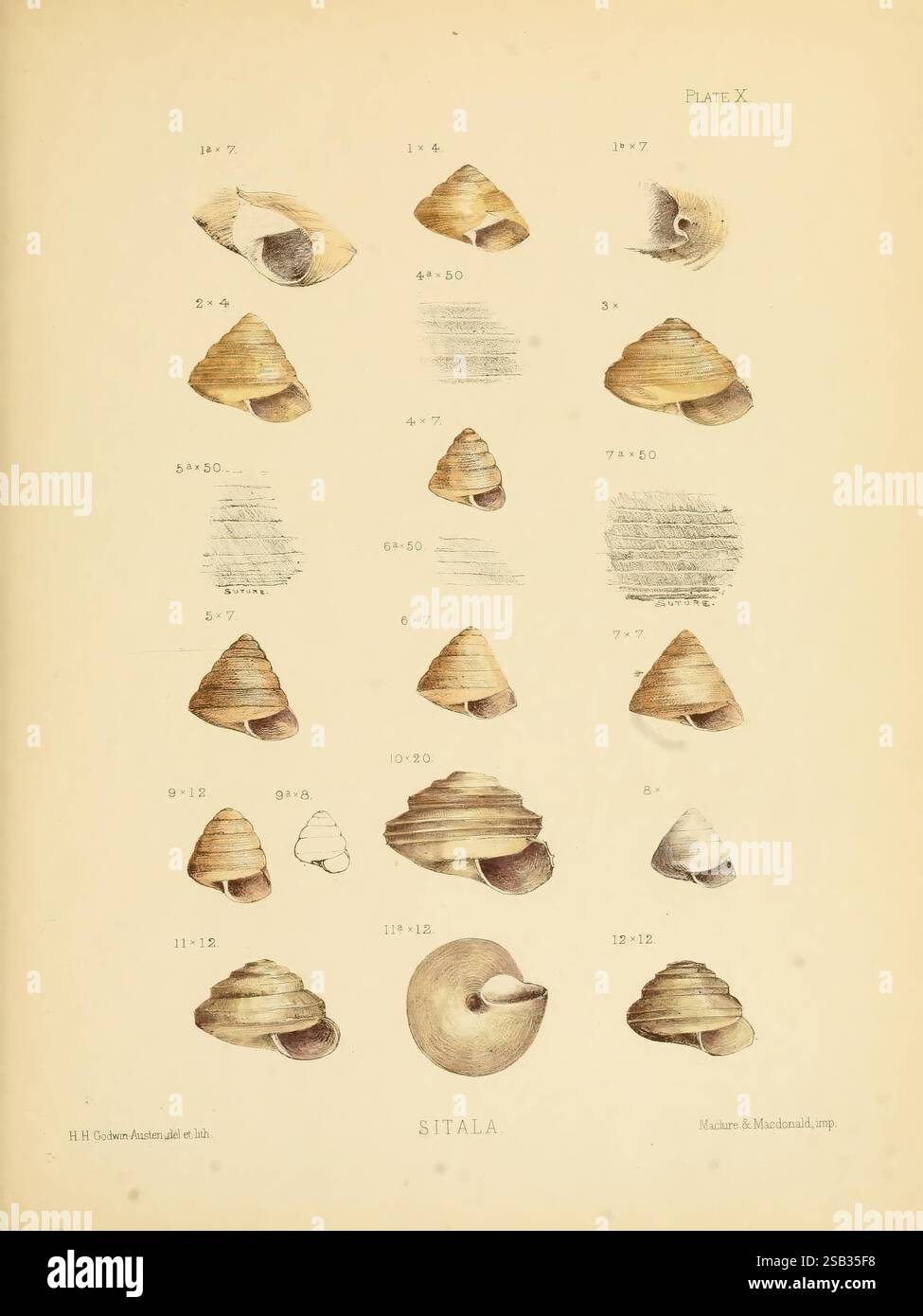 Land, and, freshwater, Mollusca, of, India, London, Taylor and, Francis ...