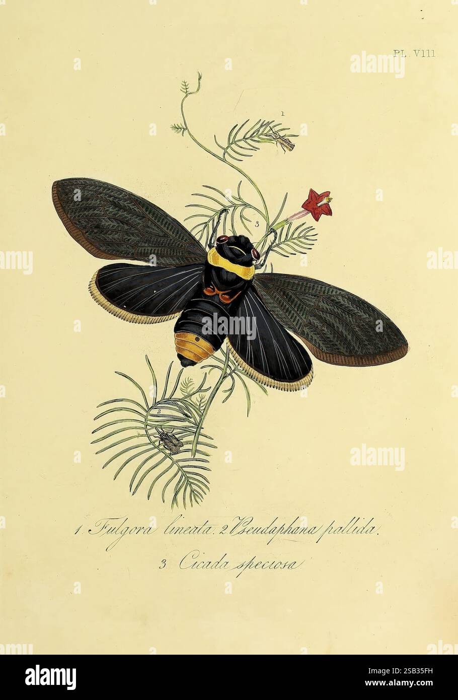 Natural history of the insects of India London H.G. Bohn 1842 India ...