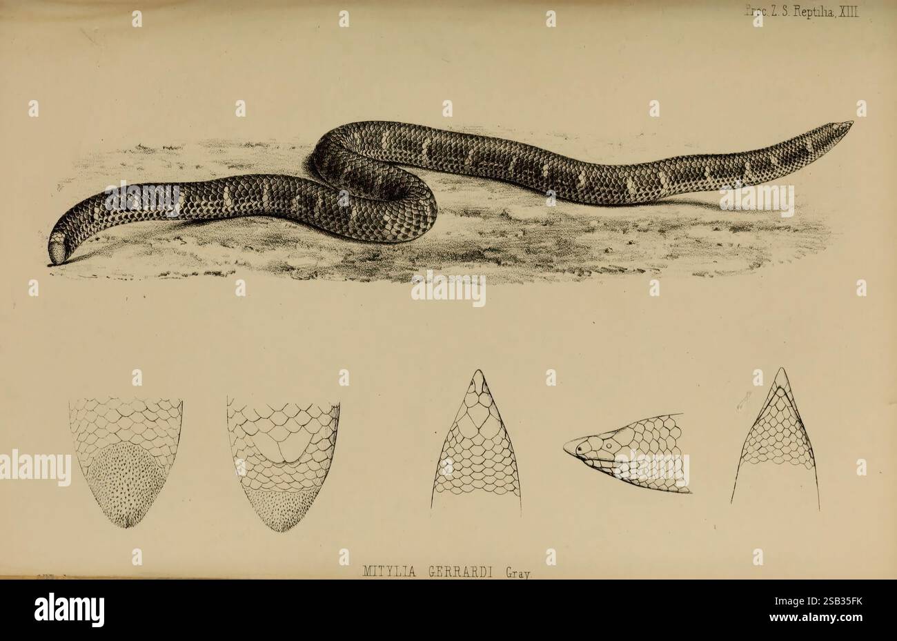 Snakes cranial structure hi-res stock photography and images - Alamy