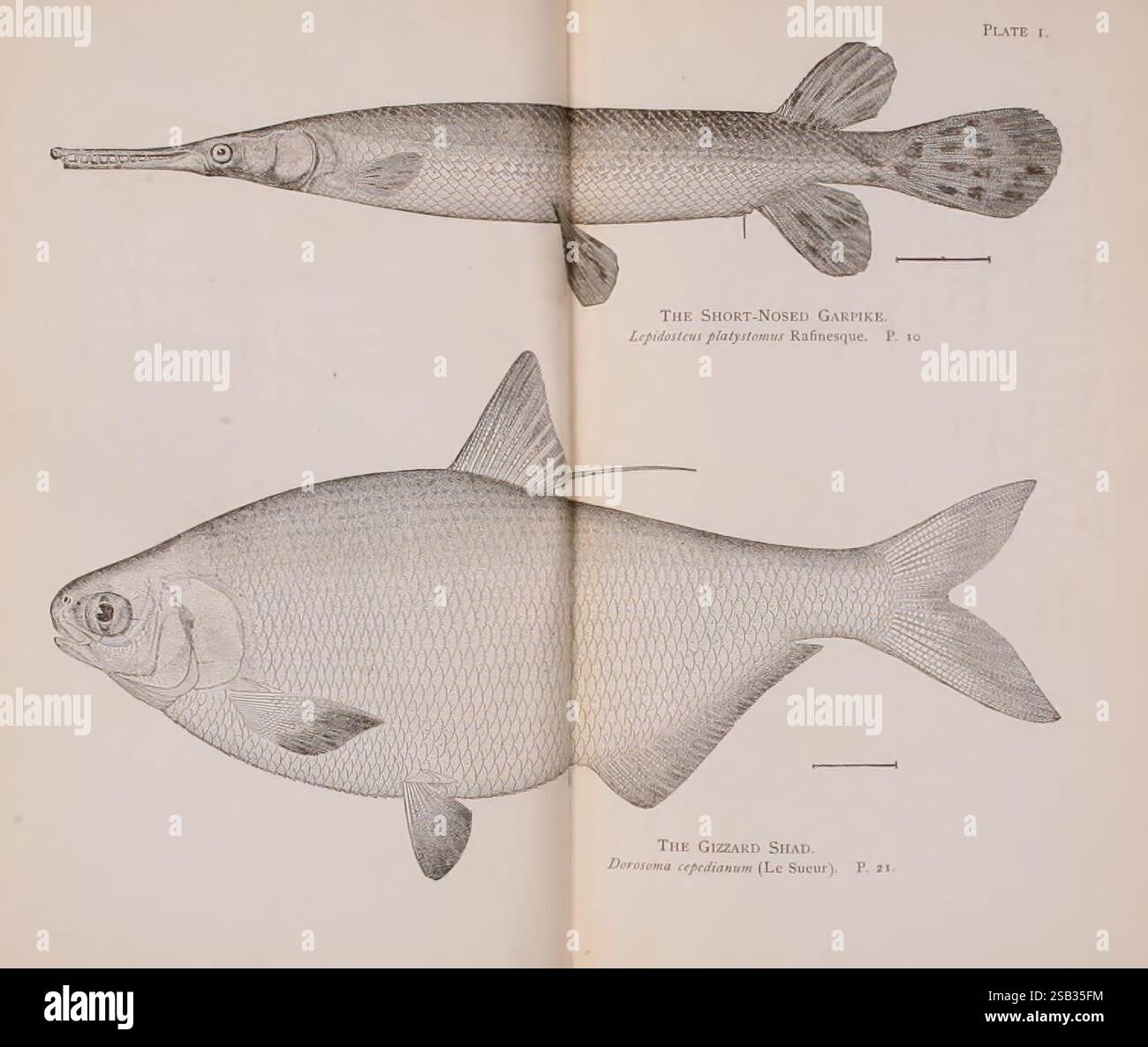 Descriptive list of the fishes of Lorain County, Ohio Oberlin, Ohio ...