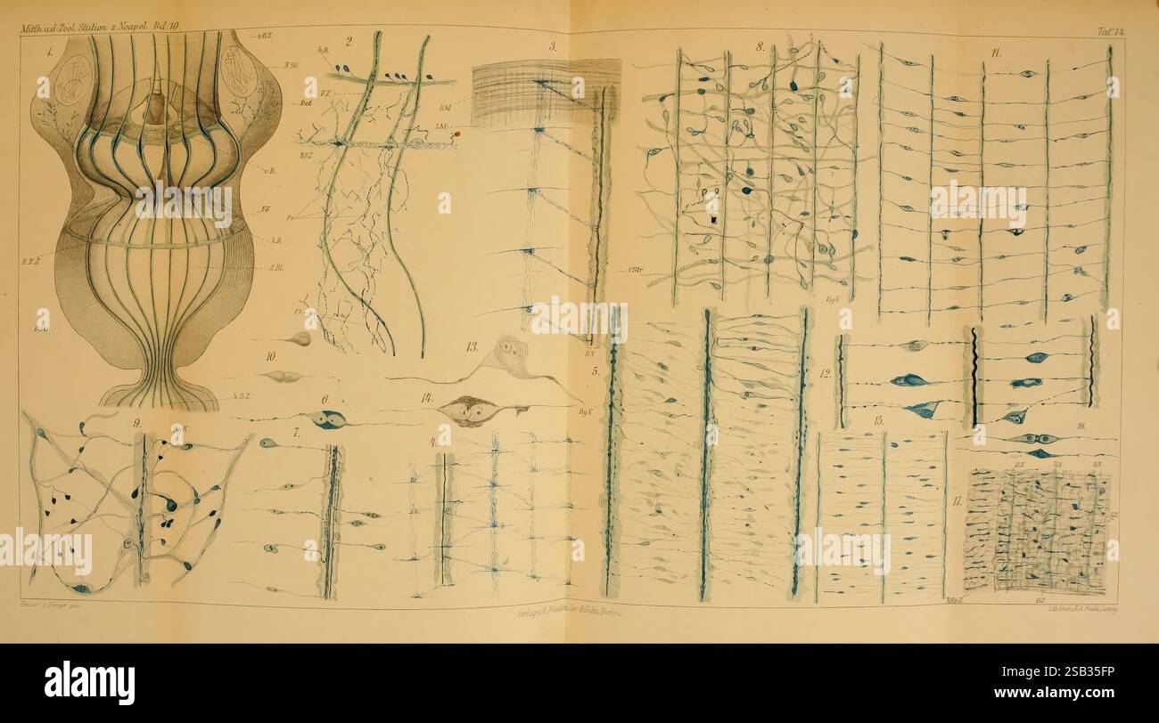 Anatomy nervous system ribbon worm amphiporus marmoratus drepano hi-res ...