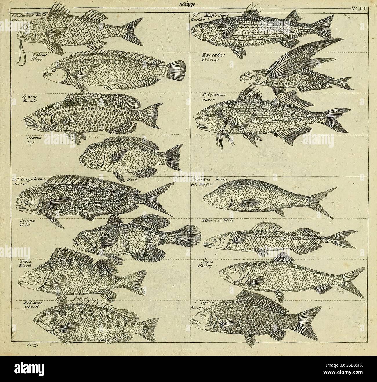 Sizes of fish labeled hi-res stock photography and images - Alamy