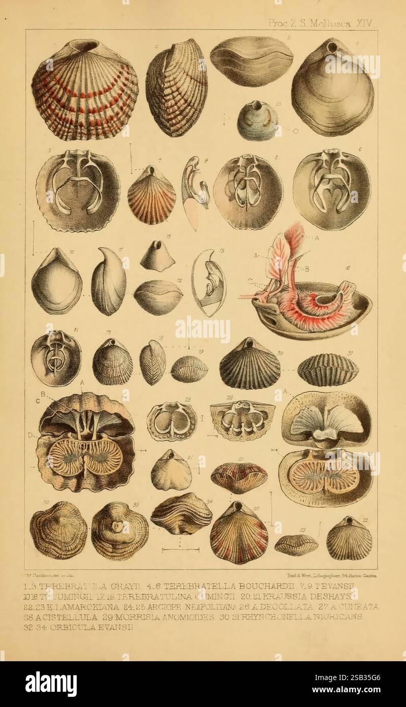 Siphon structures hi-res stock photography and images - Alamy