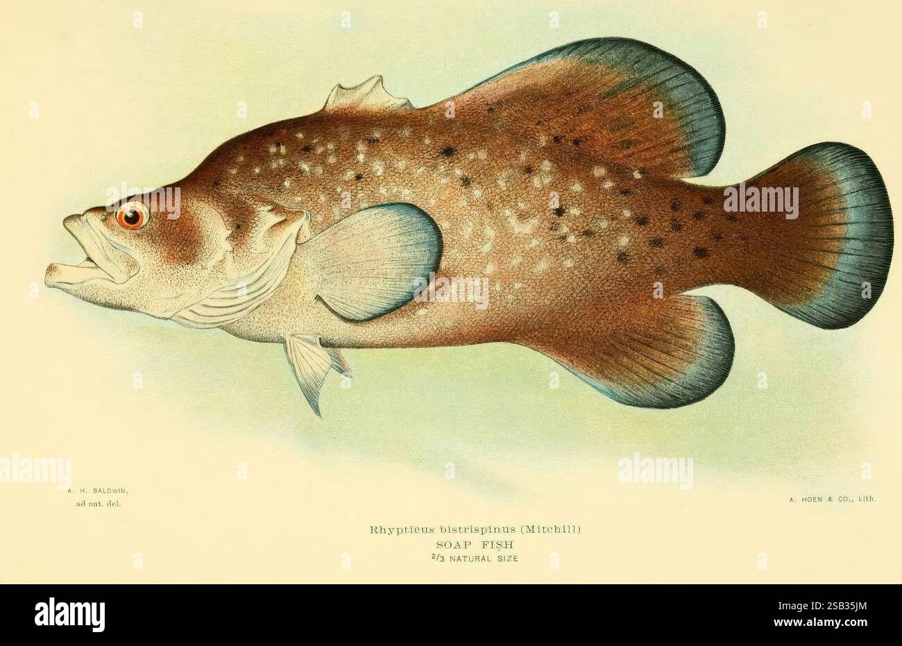 Fishes of the Bahama Islands Baltimore The Geographical Society of ...