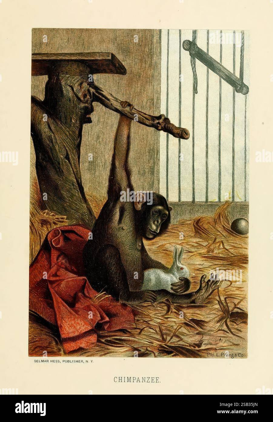 Our living world v.1 New York S. Hess 1885 pictorial works zoology ...