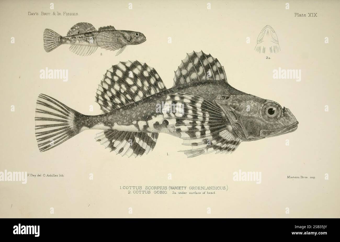 The, fishes, of, Great Britain, and, Ireland, Edinburgh, Williams, and ...