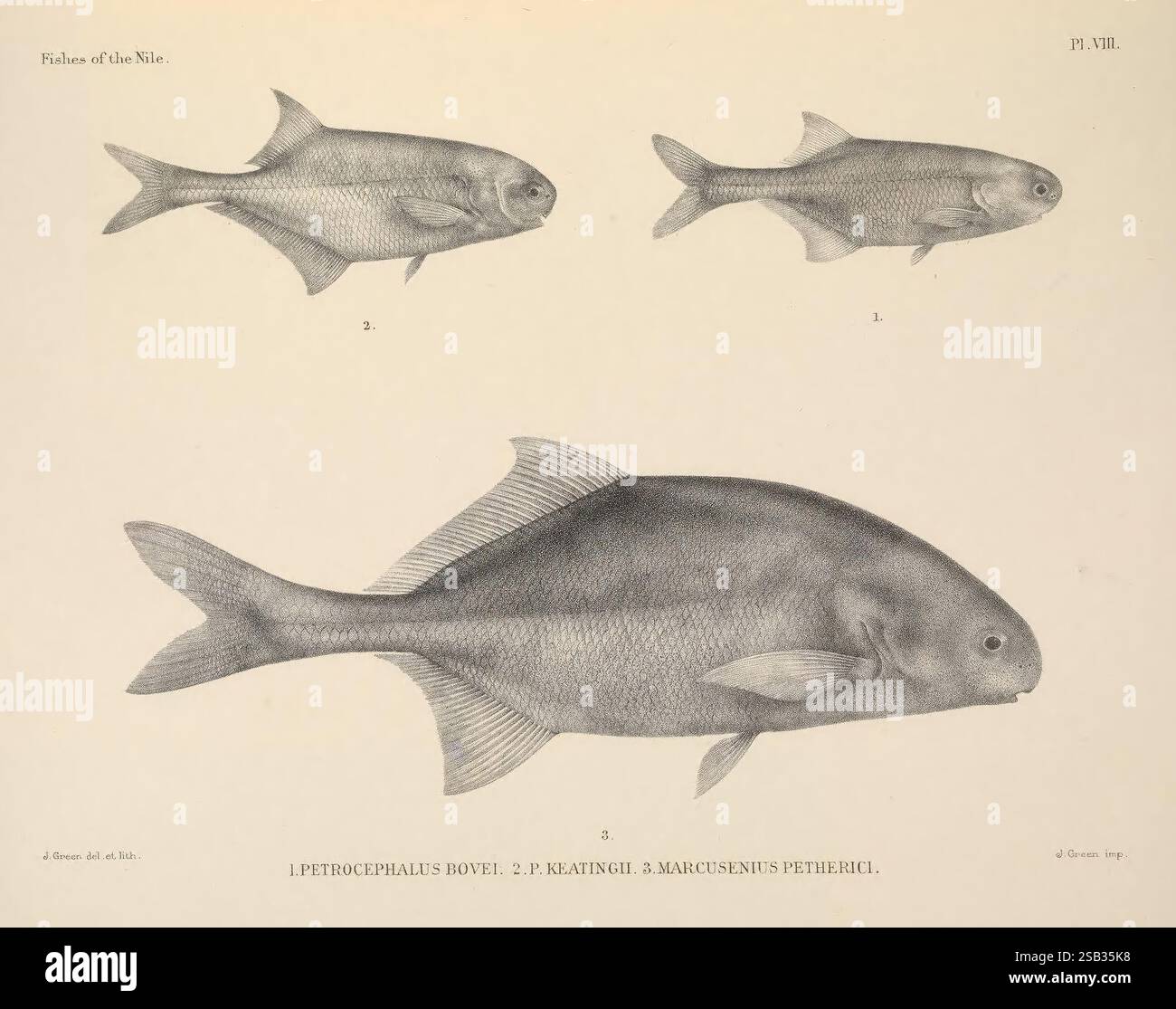 Petrocephalus keatingii hi-res stock photography and images - Alamy