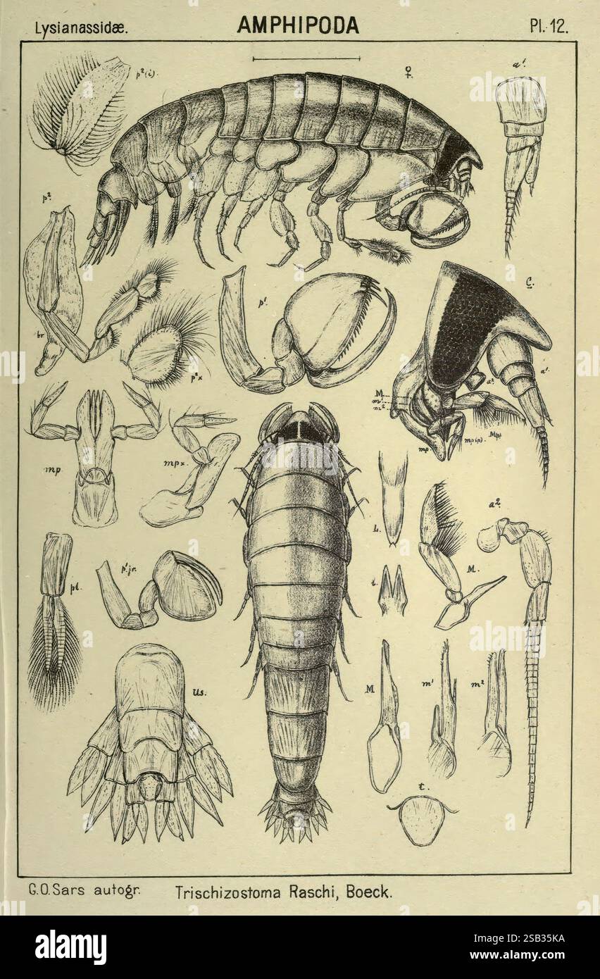 An account of the Crustacea of Norway. v.1 Amphipoda (plates ...