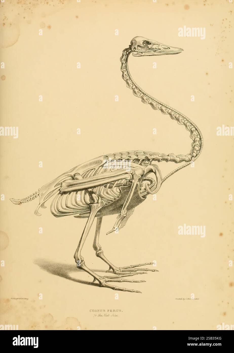 A monograph on the Anatidae, or duck tribe, London, Longman, Orme ...