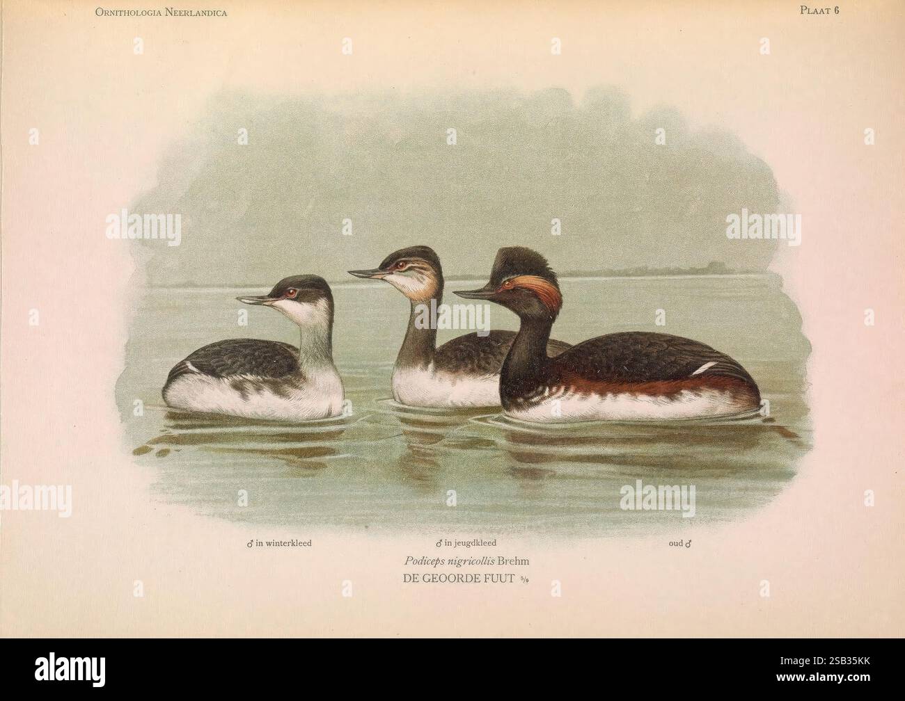 Third bird exhibits vibrant markings hi-res stock photography and ...