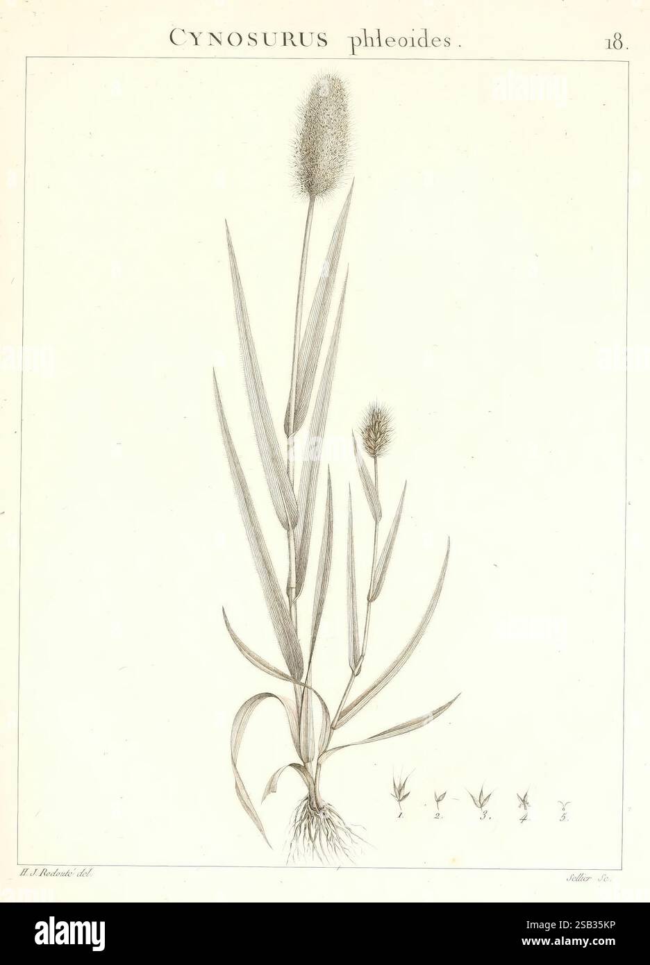 Plant species cynosurus phleoides hi-res stock photography and images ...