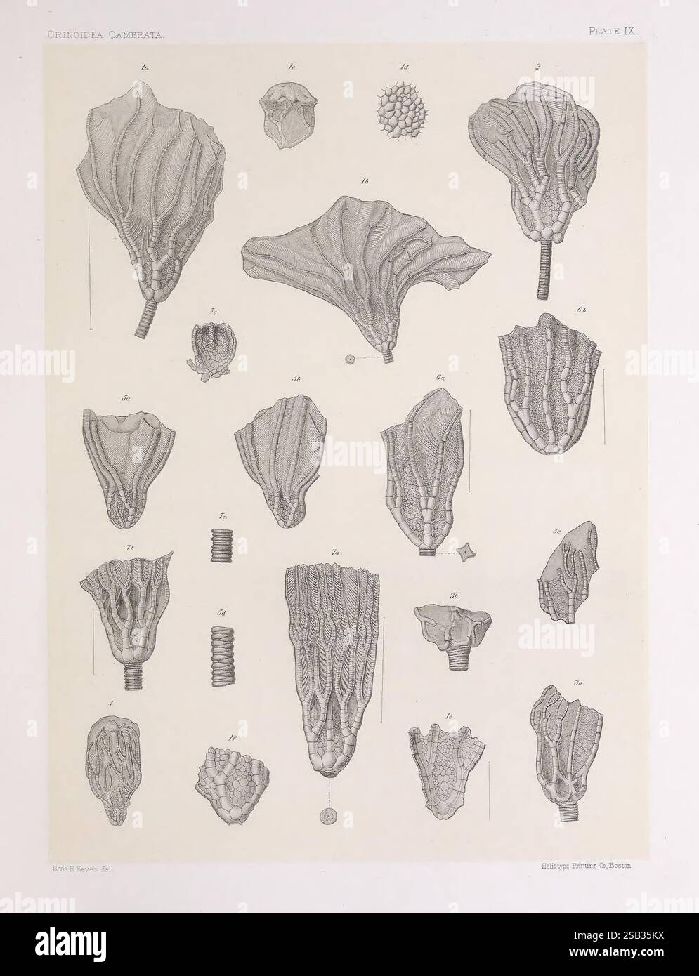 The, North, American, Crinoidea, Camerata, Cambridge, U.S.A, Printed ...