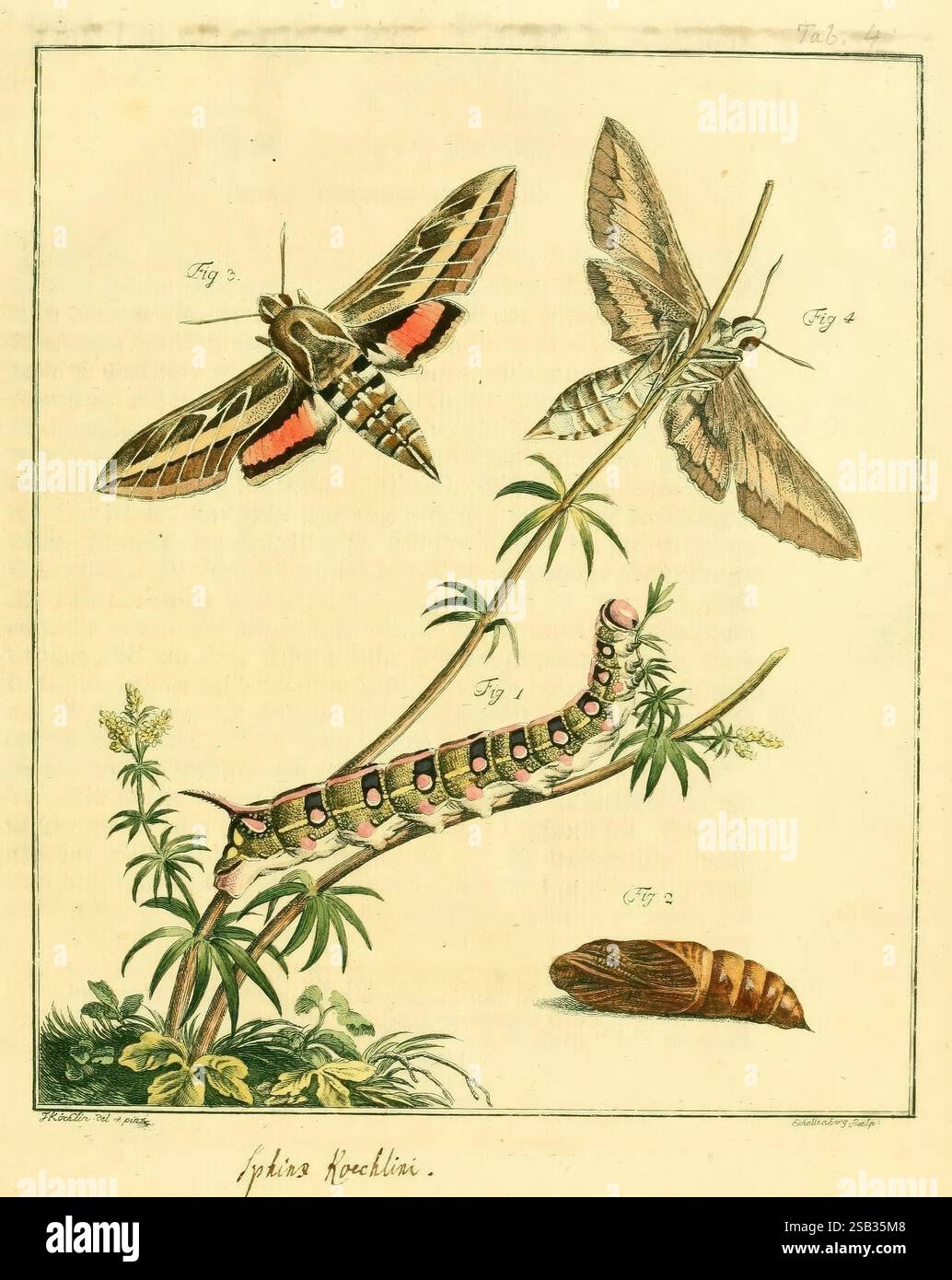 Archiv der Insectengeschichte Winterthur Bey dem Herausgeber und bey ...