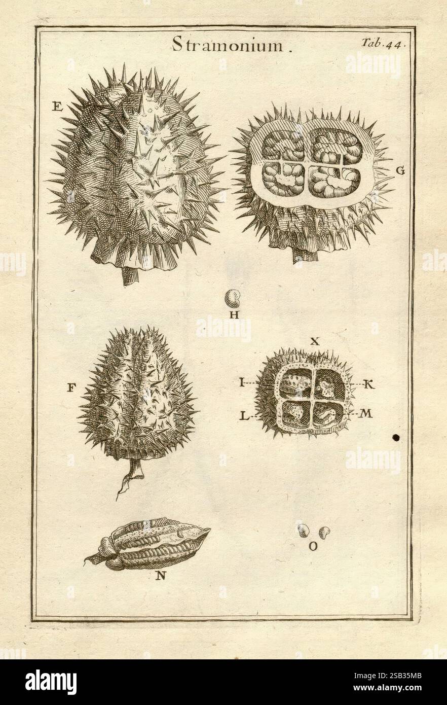Top row presents two distinct spiny fruits hi-res stock photography and ...
