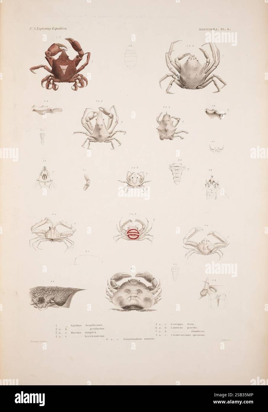 Crustacea Philadelphia Printed by C. Sherman 1852-55 [i.e. 1861 ...
