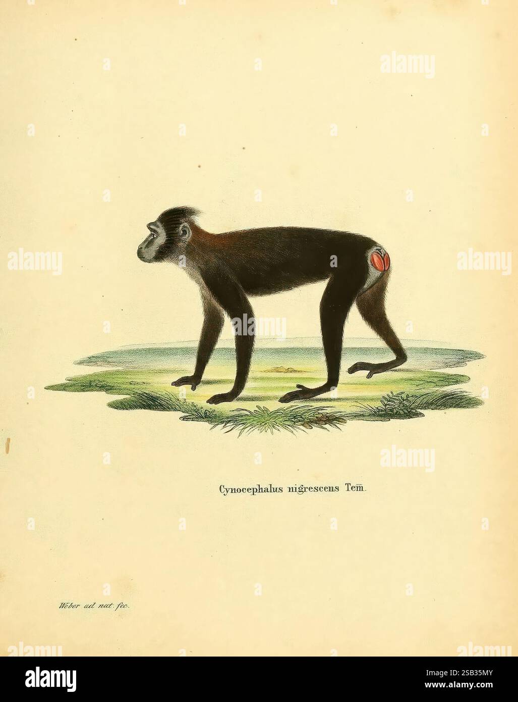 Distinctively low body posture hi-res stock photography and images - Alamy