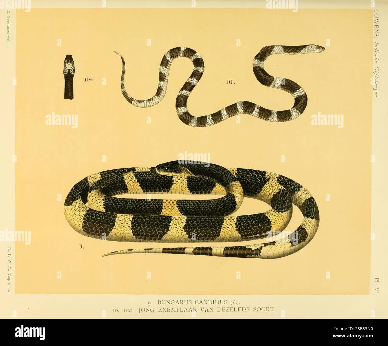 De voornaamste giftslangen van Nederlandsch Oost-Indie, Leiden, E.J ...