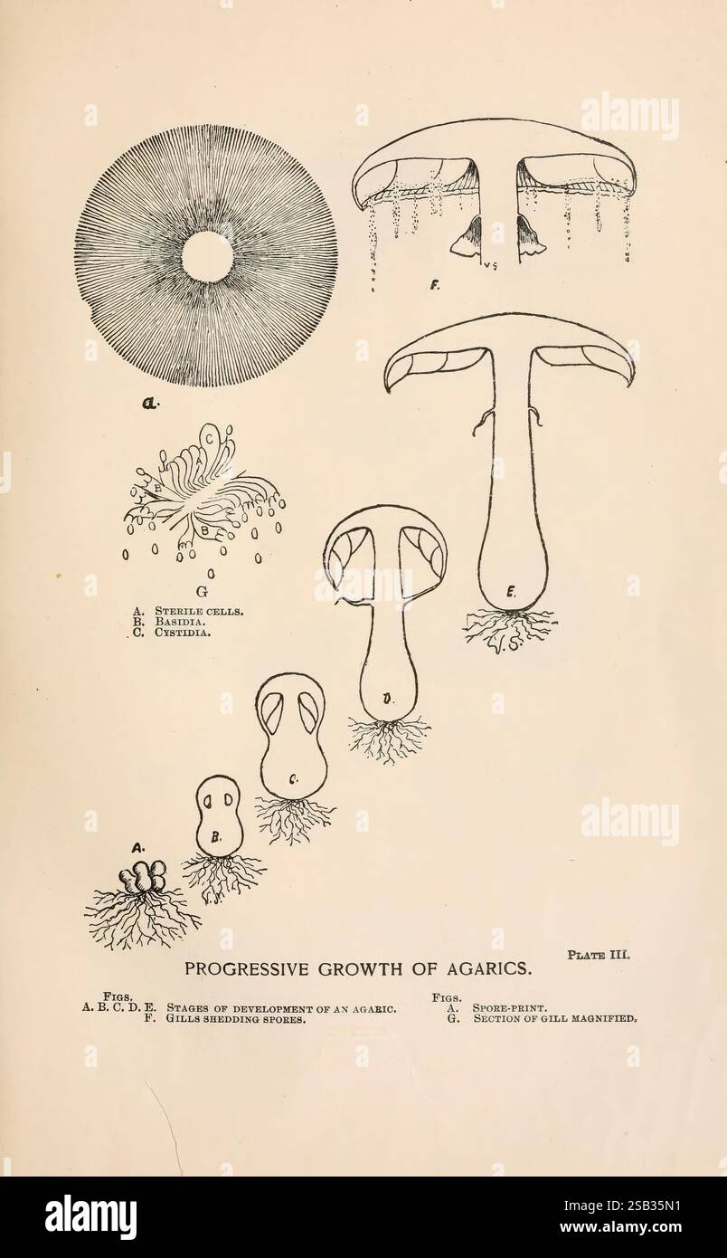 Progressive growth stages hi-res stock photography and images - Alamy