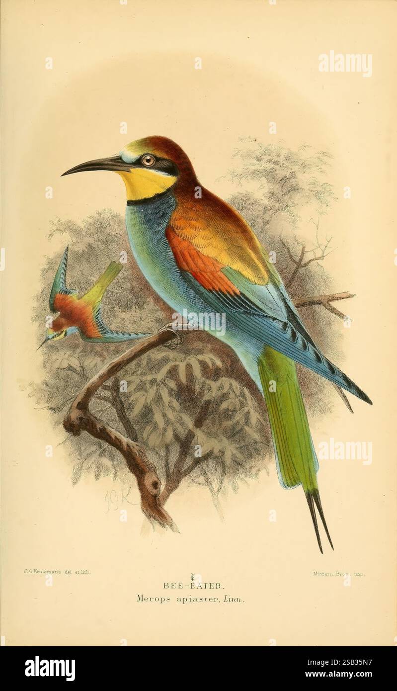 Second bee eater hi-res stock photography and images - Alamy