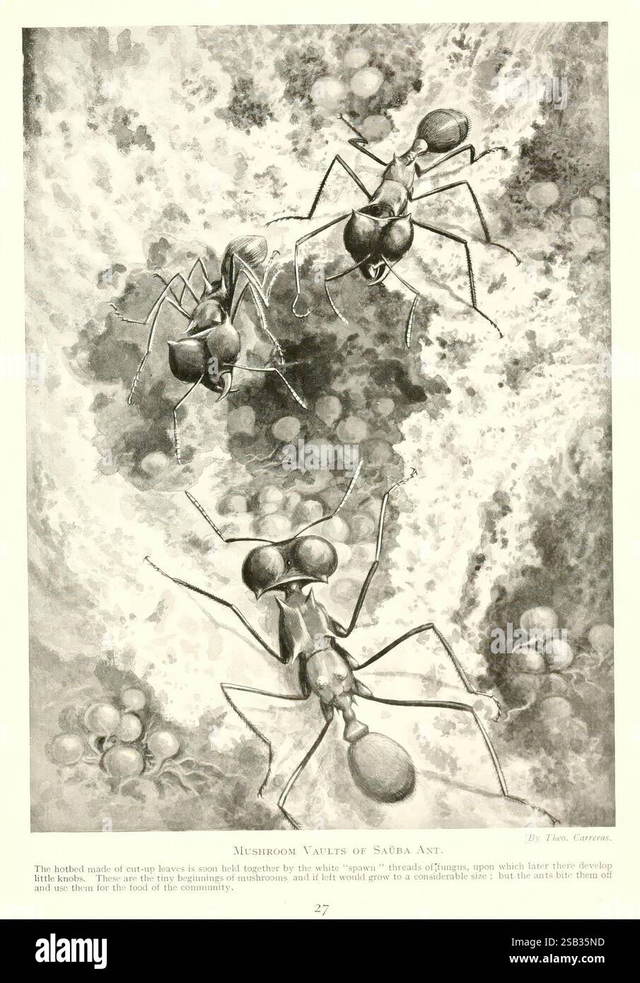 Spherical spore bodies hi-res stock photography and images - Alamy