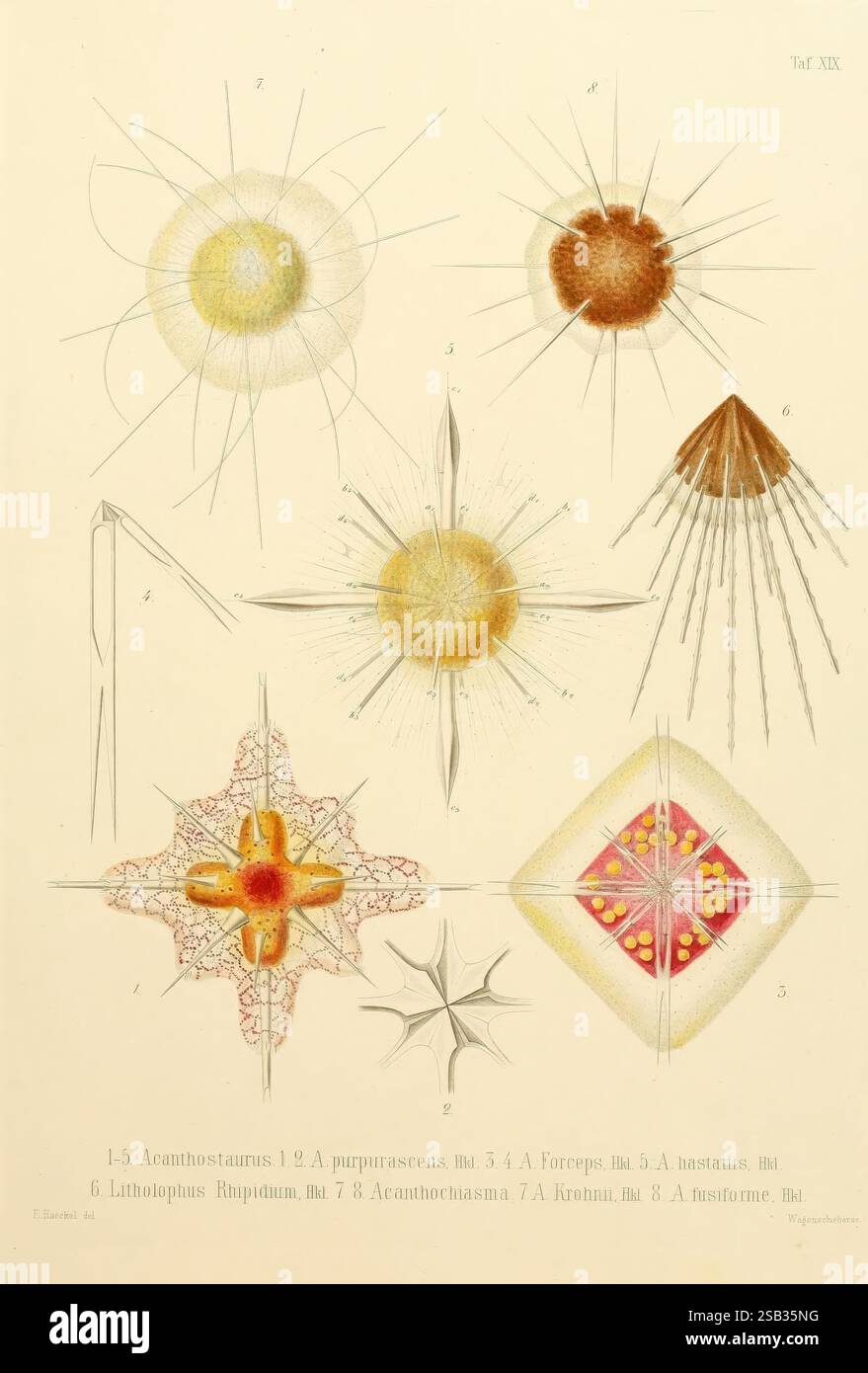 Die Radiolarien (Rhizopoda radiaria), Berlin, G. Reimer, 1862-1888, radiolaria, rhizopoda ...