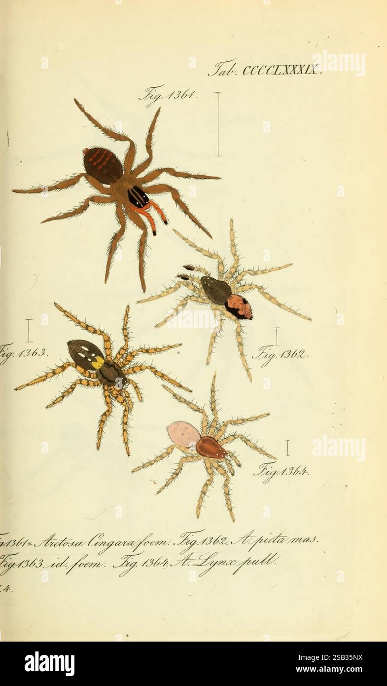 Die Arachniden, Nürnberg, In der C. H. Zeh'schen Buchhandlung, 1831 ...