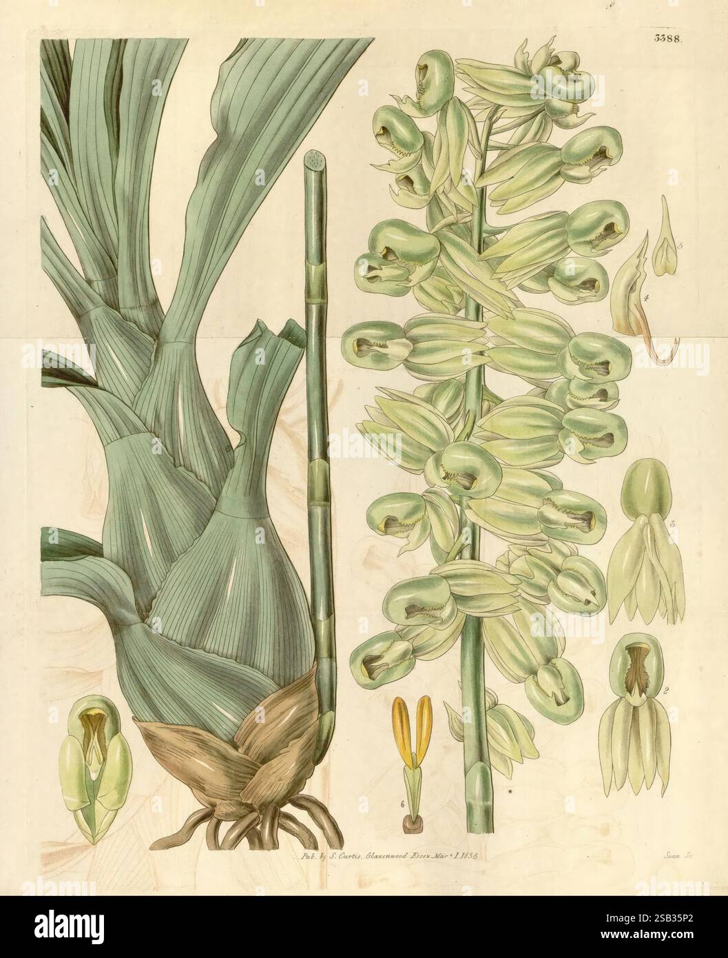 Curtis's Botanical Magazine, London, New York, botany, periodicals ...