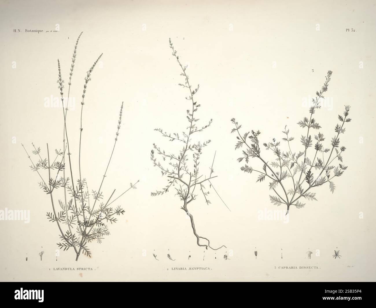 Capsella bursa pastoris showcases hi-res stock photography and images ...