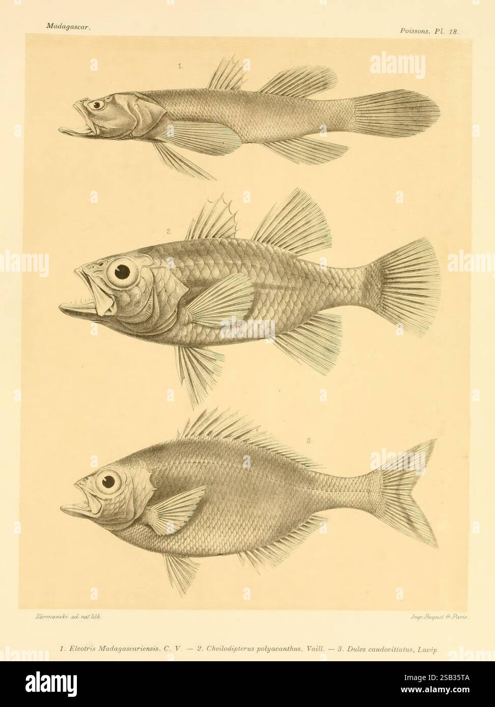 Larger dorsal fins hi-res stock photography and images - Alamy