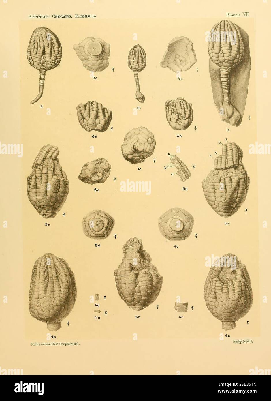 Crinoidean fossil hi-res stock photography and images - Alamy