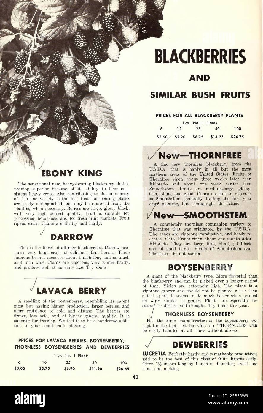 New varieties available hi-res stock photography and images - Alamy