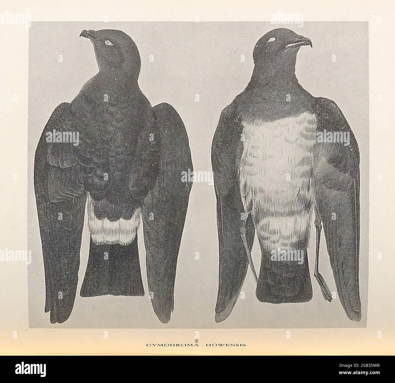 Antarctica birds lord howe island nsw norfolk island museums vic hi-res ...