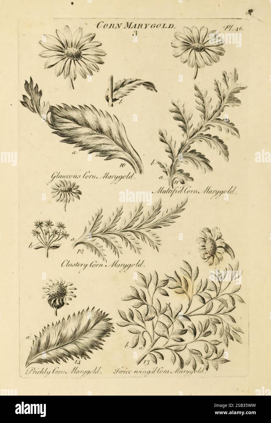 Detailed depictions of floral components hi-res stock photography and ...