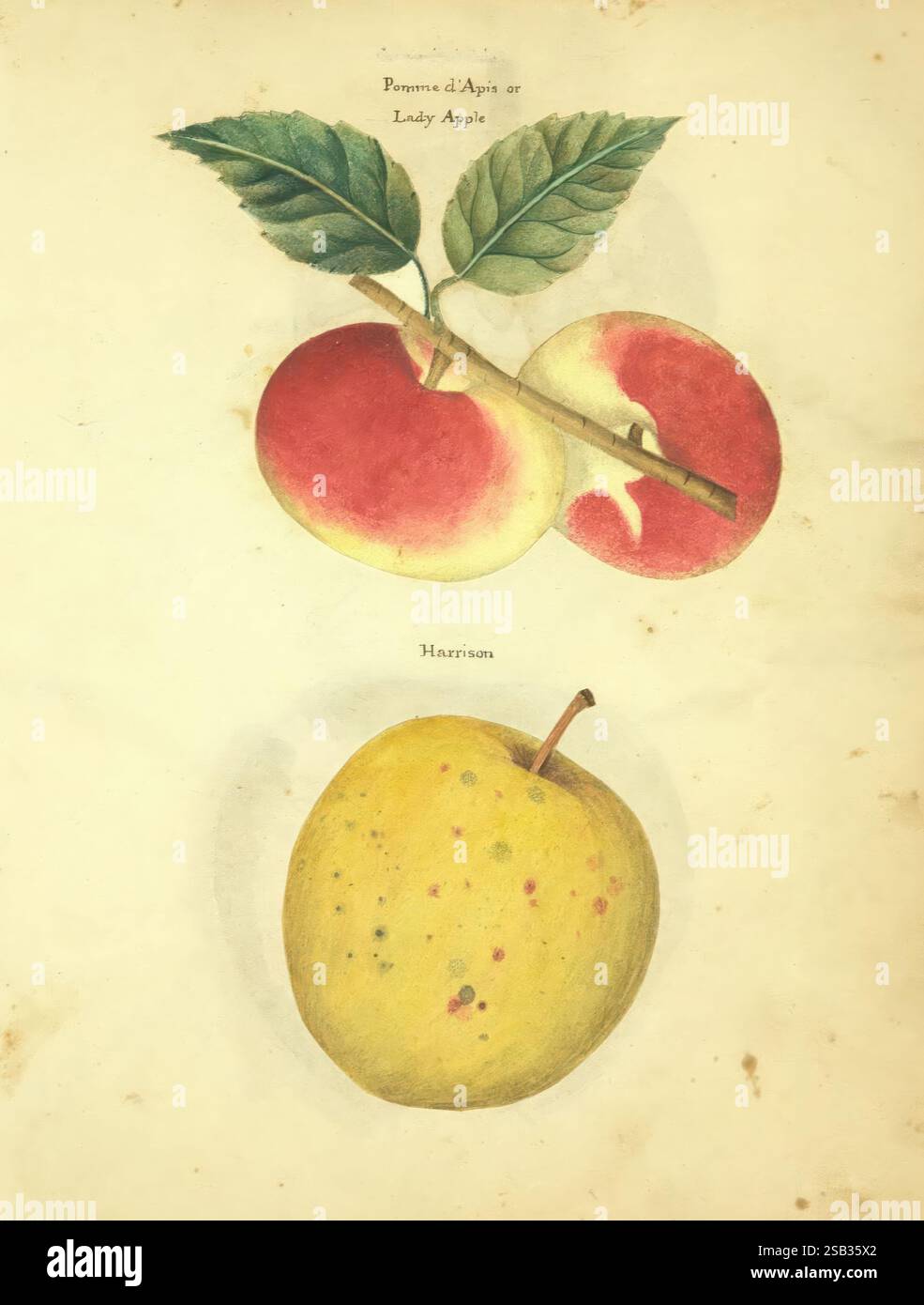 Yellow harrison apple hi-res stock photography and images - Alamy