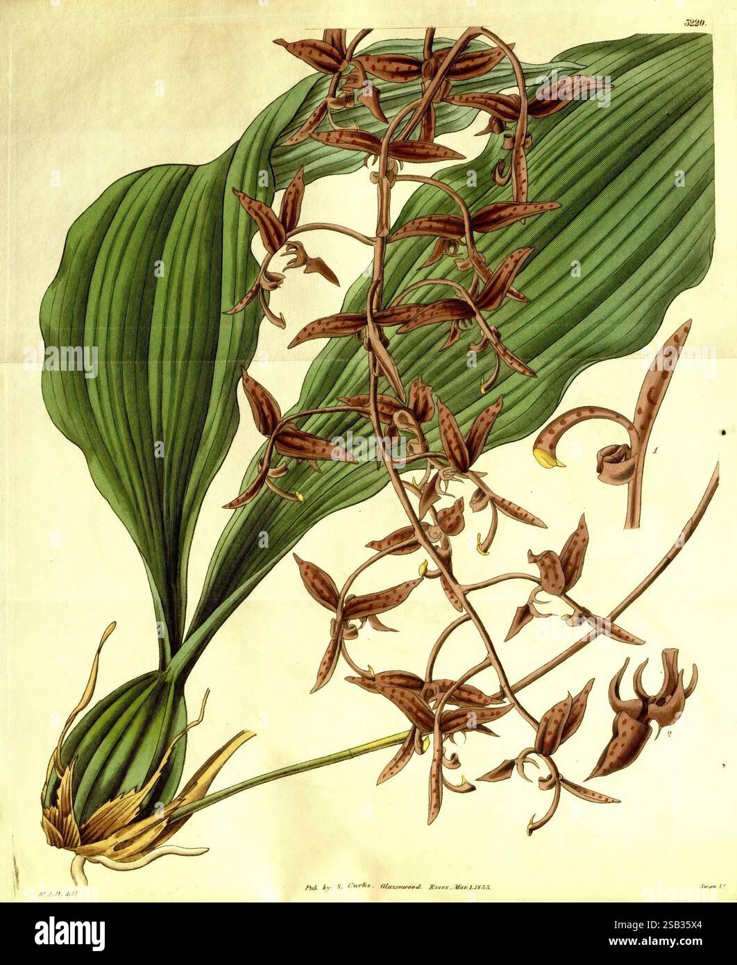 Displaying unique petals hi-res stock photography and images - Alamy