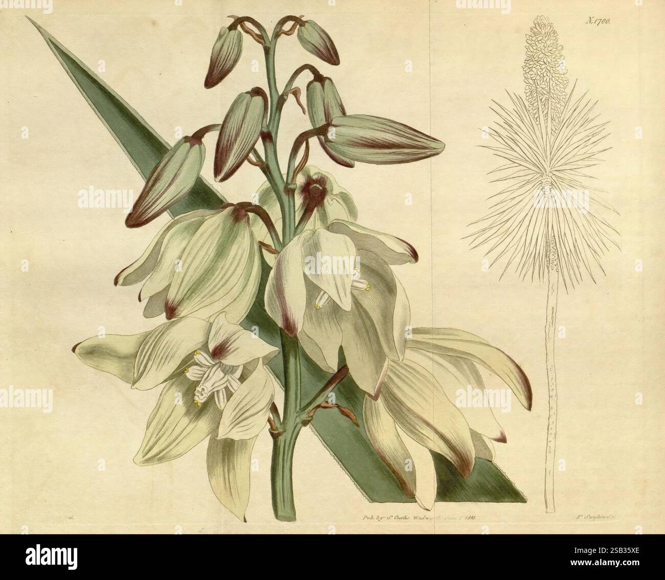 Family asparagaceae yucca usa edwards hi-res stock photography and ...