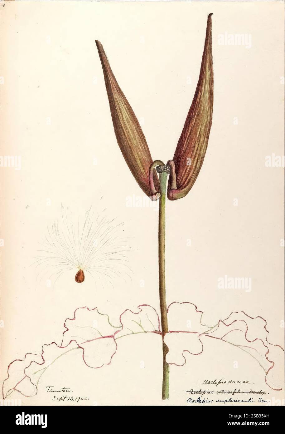 The artwork depicts a botanical illustration of a plant, likely an ...