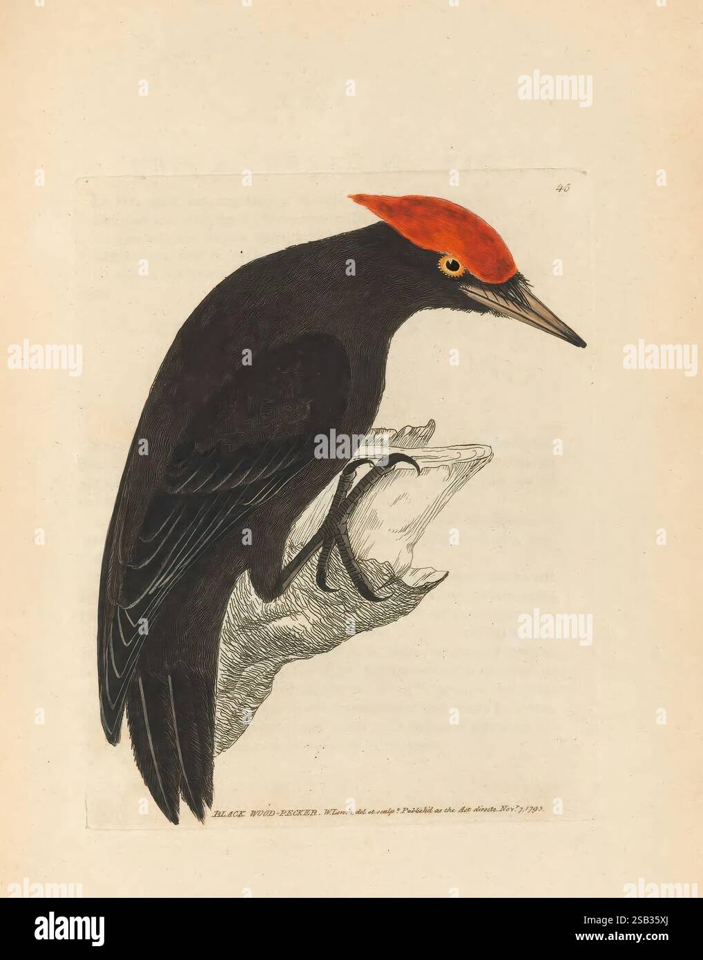 The, birds, of, Great Britain, 1795-1801, museum of comparative zoology ...